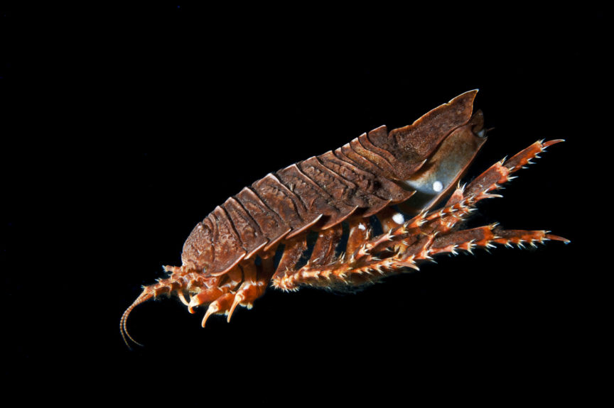 Antarctic and Sub-Antarctic – David Doubilet and Jennifer Hayes