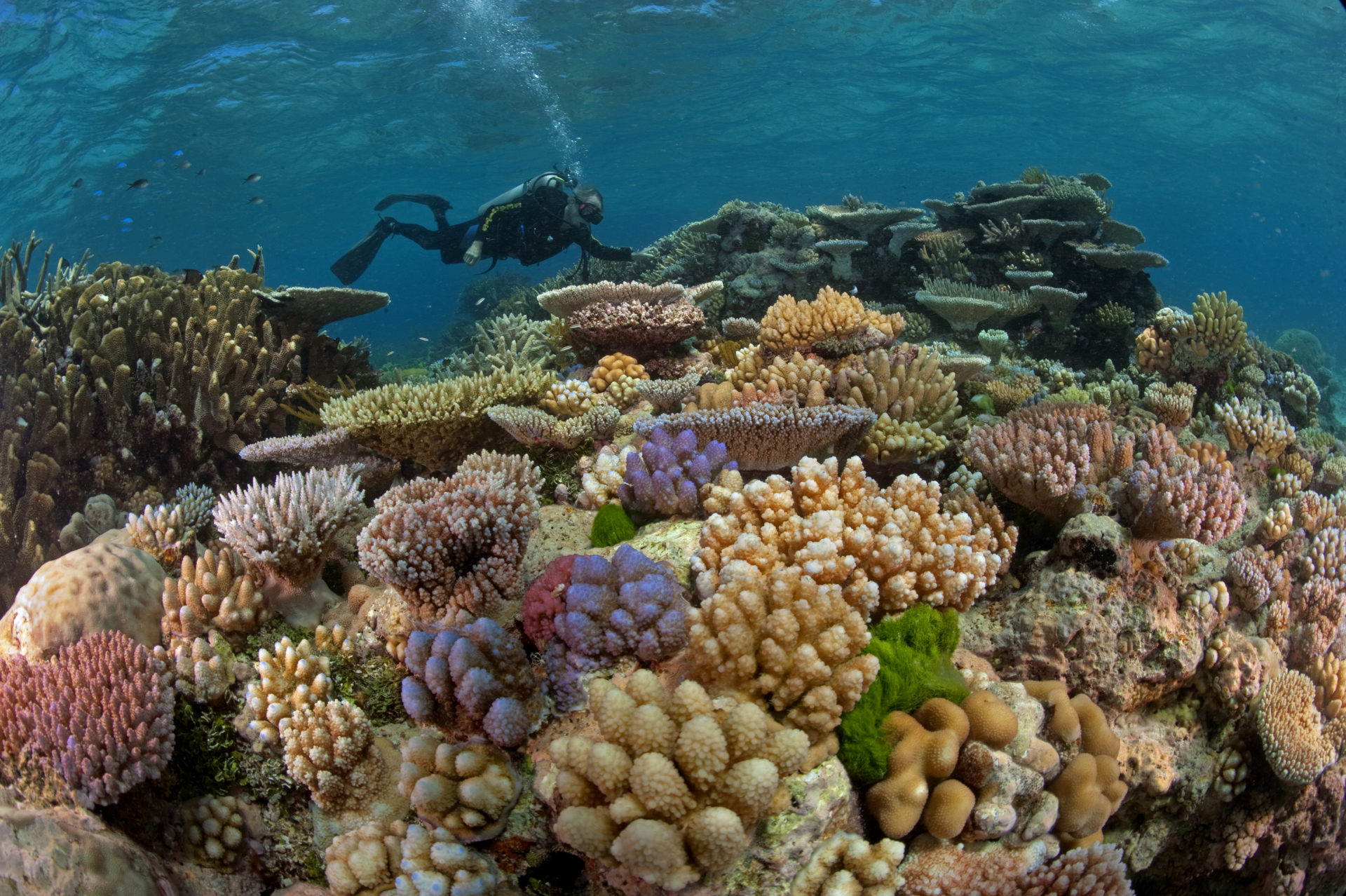 Great Barrier Reef – David Doubilet and Jennifer Hayes