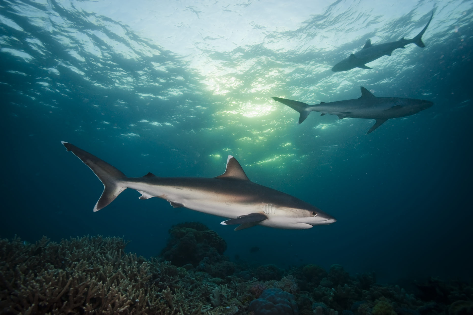 Great Barrier Reef – David Doubilet and Jennifer Hayes